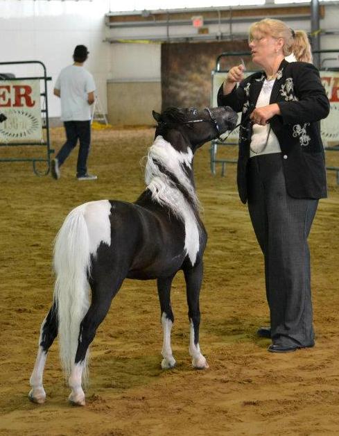 Due Process Stable - Seminars