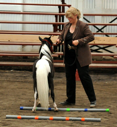 Due Process Stable - In-Hand Performance