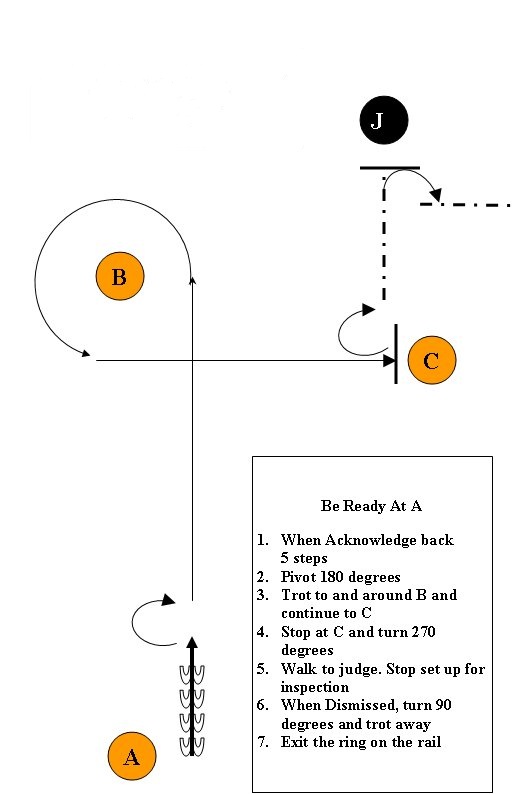 Due Process Stable - In-Hand Performance